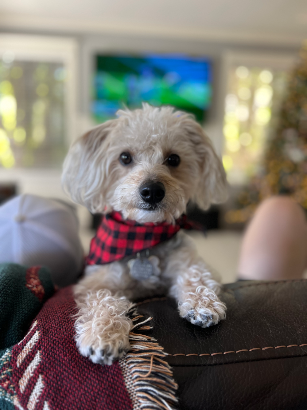 Yorkie Chon Dog Breed: Latest Information - Premier Pups