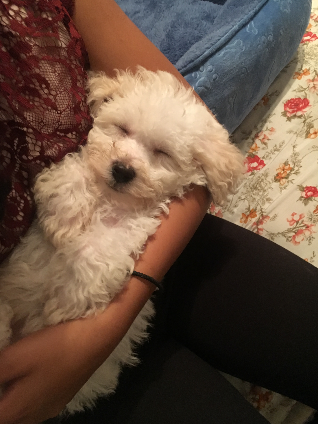 Photo Gallery: Beautiful Bichon Frise Pictures | Premier Pups