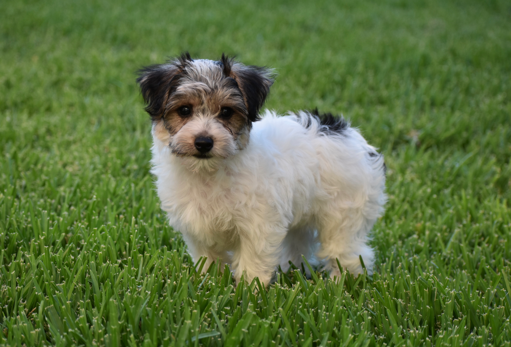 Photo Gallery: Beautiful Yorkie Chon Pictures | Premier Pups