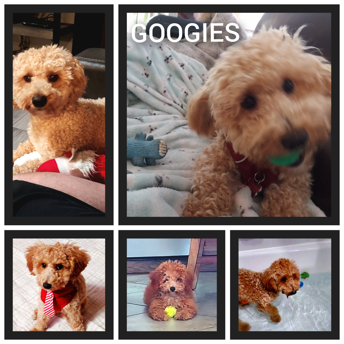 Pomsky, Yorkie, Mini Goldendoodle, Cavapoo, Morkie puppy photos and ...