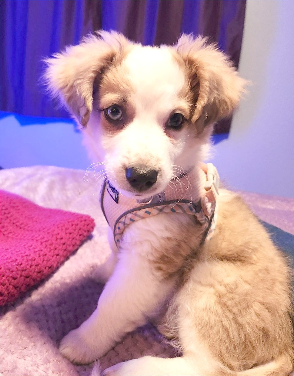 Photo Gallery: Beautiful Aussiechon Pictures - Premier Pups