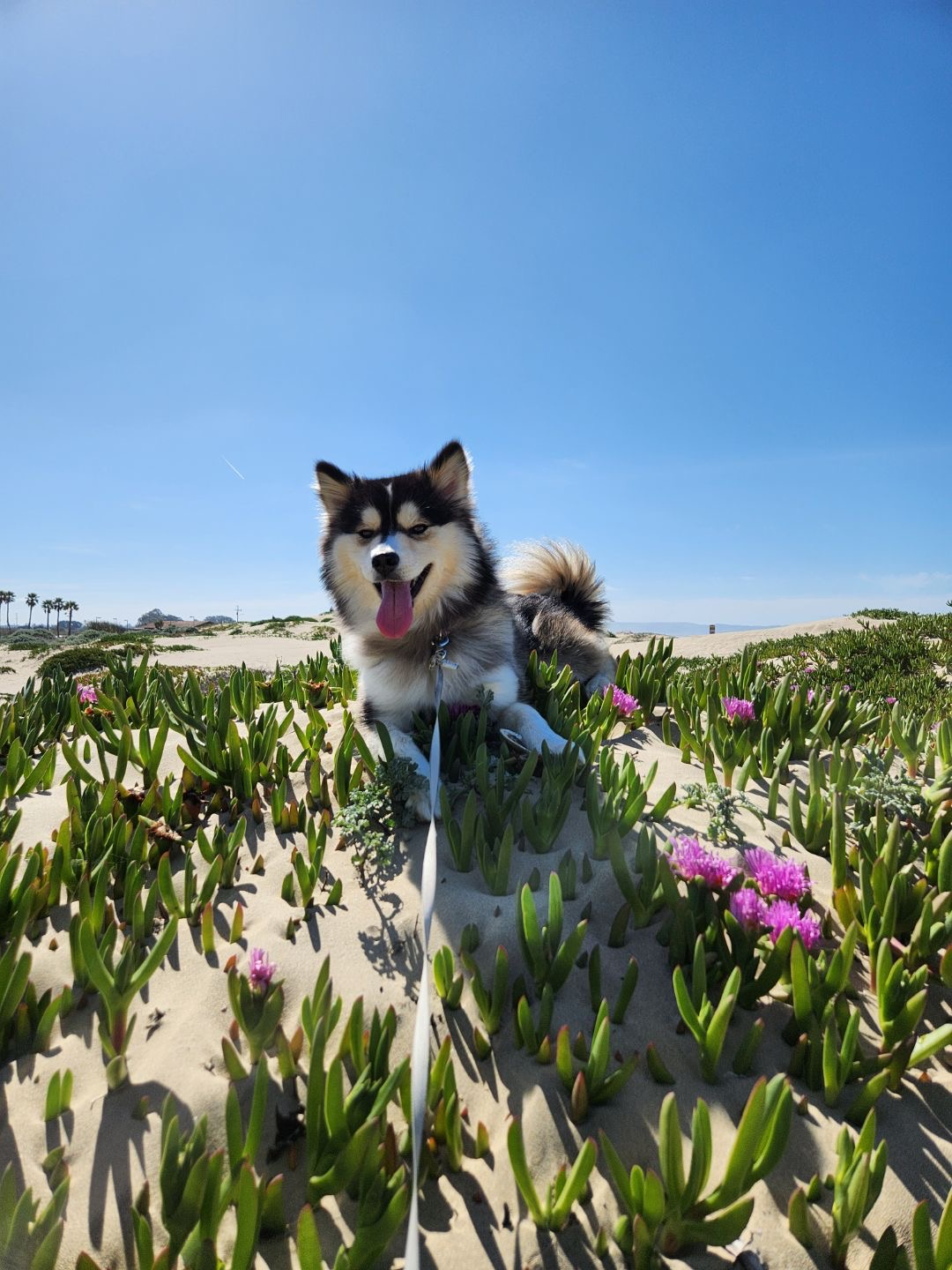 Photo Gallery: Beautiful Pomsky Pictures | Premier Pups