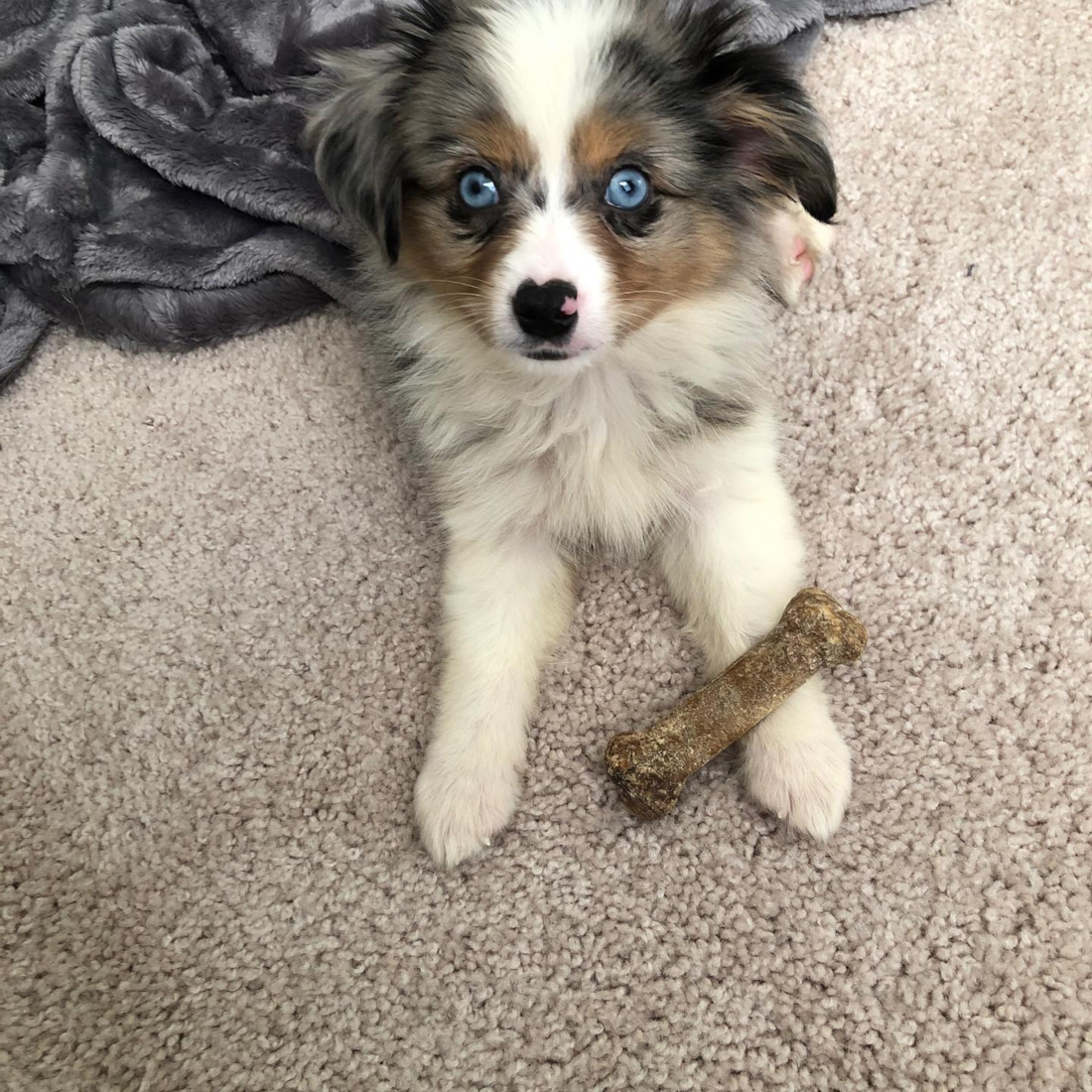 Photo Gallery: Beautiful Mini Aussie Pictures | Premier Pups