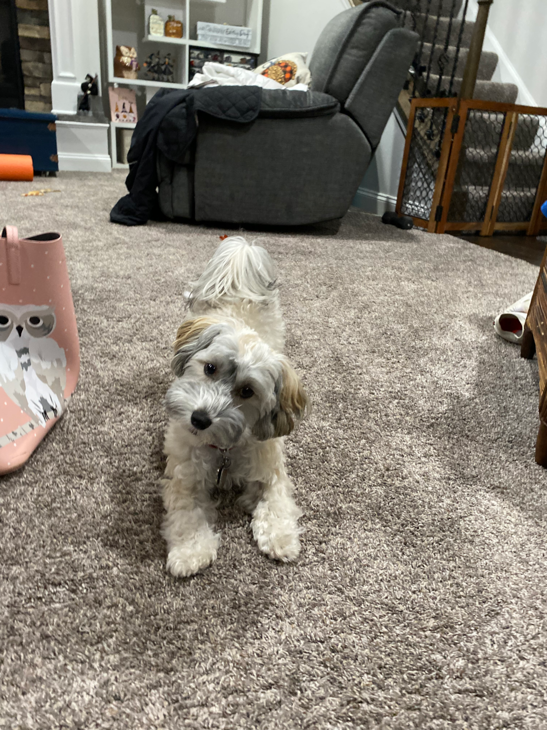 Photo Gallery: Beautiful Havapoo Pictures - Premier Pups