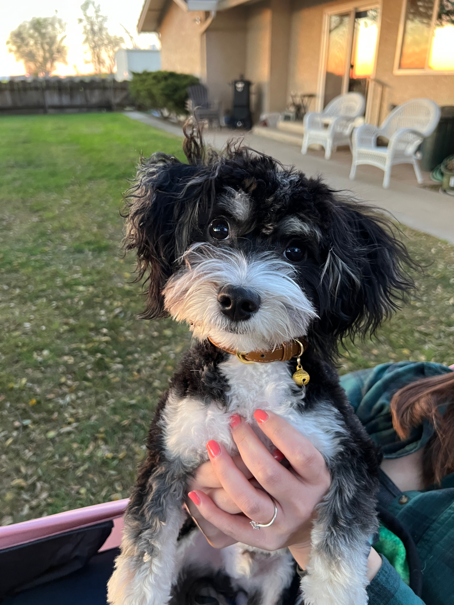 Aussiechon Designer Breed Information | Premier Pups