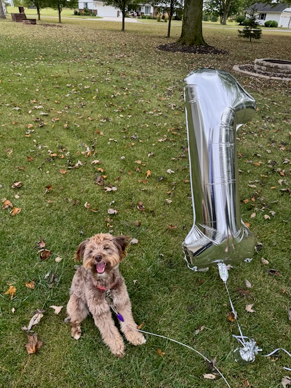 Mini Aussiedoodle Pictures and Full Description - Premier Pups