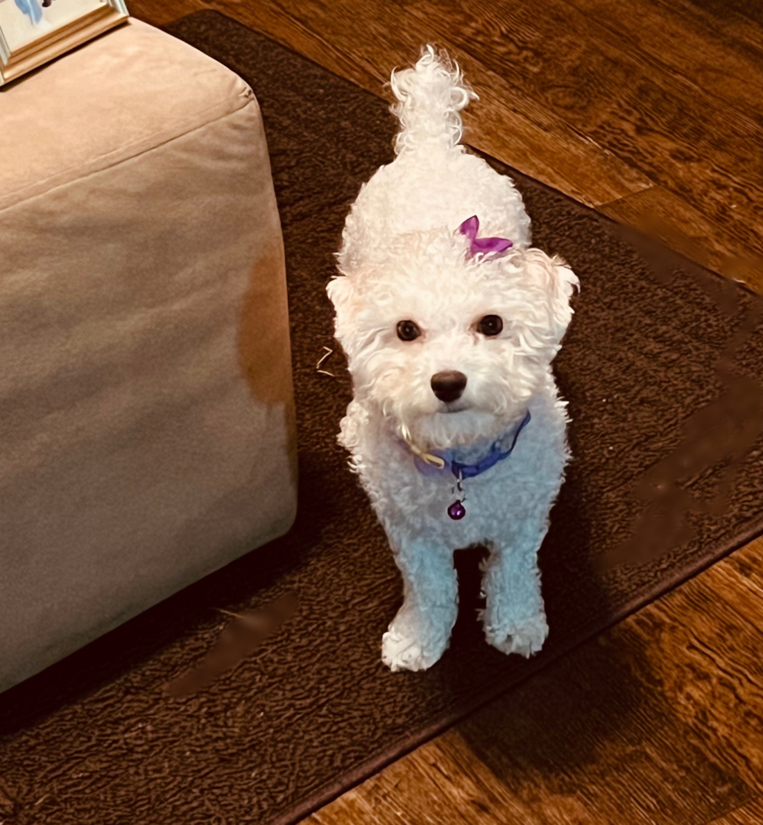 Photo Gallery: Beautiful Poochon Pictures - Premier Pups