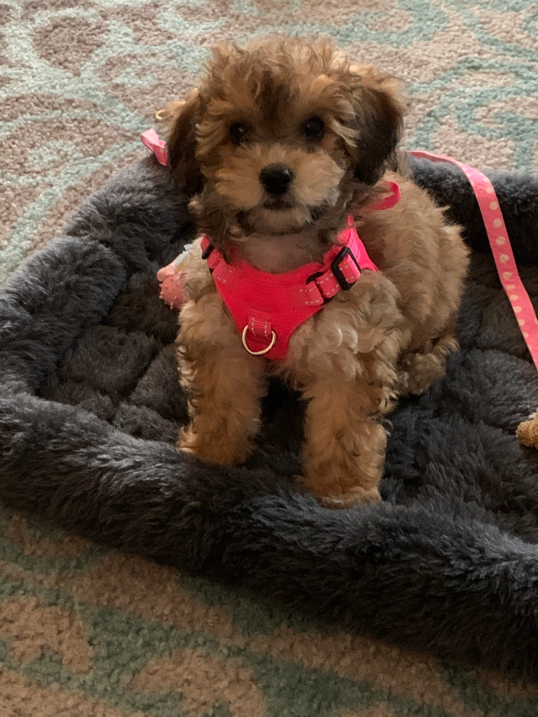 Photo Gallery: Beautiful Havapoo Pictures - Premier Pups