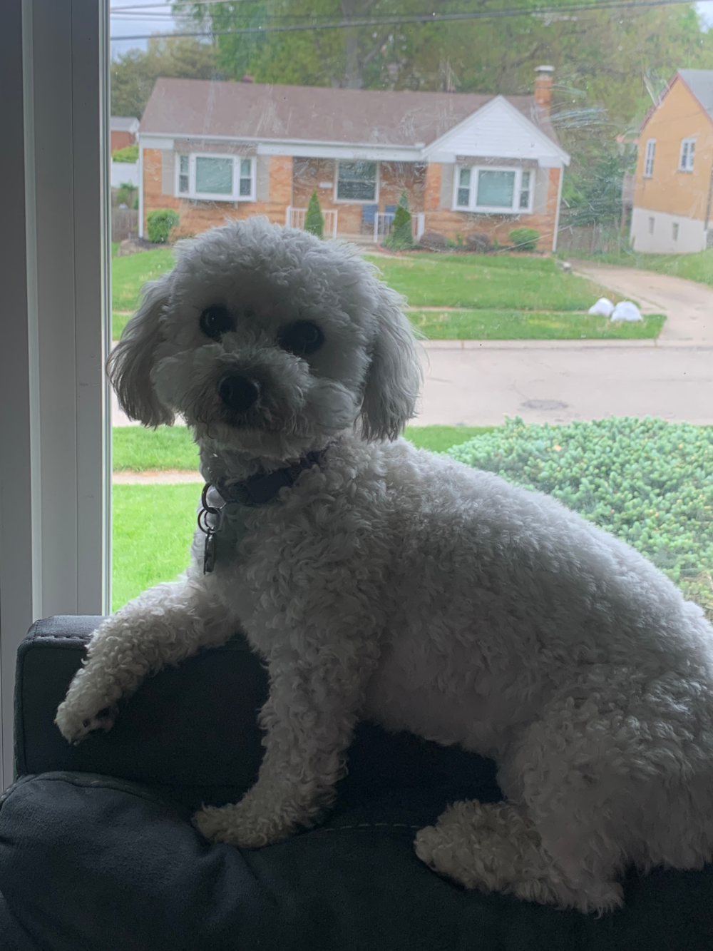 Havachon Designer Breed: Full Description - Premier Pups