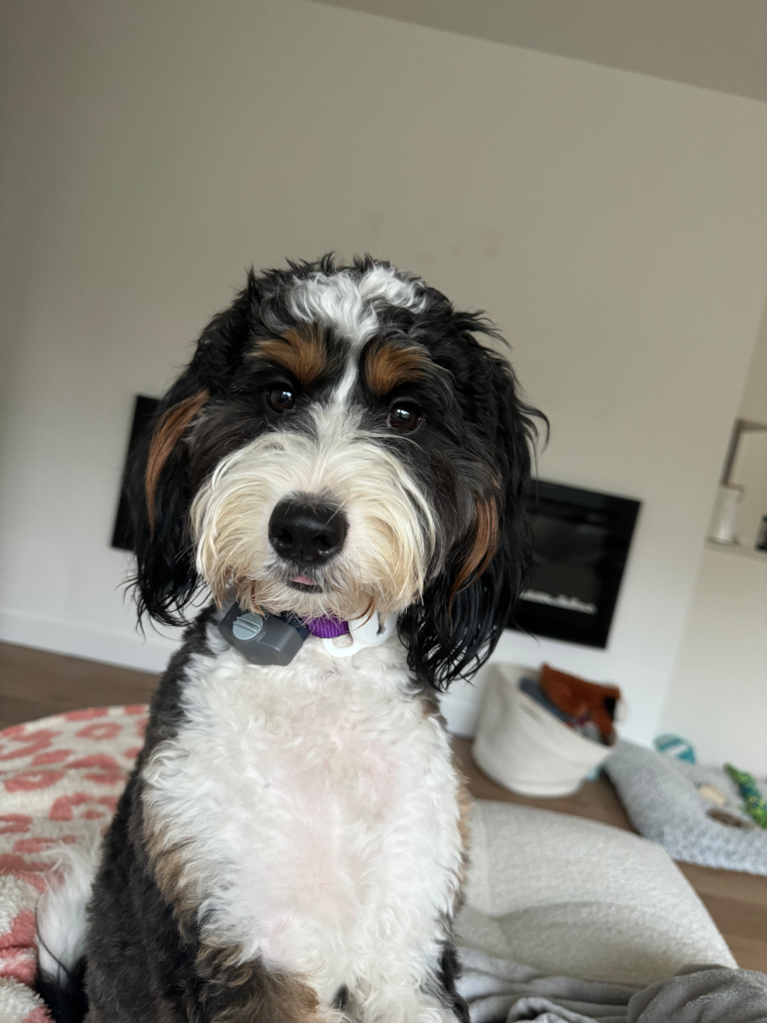 Photo Gallery: Beautiful Mini Bernedoodle Pictures - Premier Pups