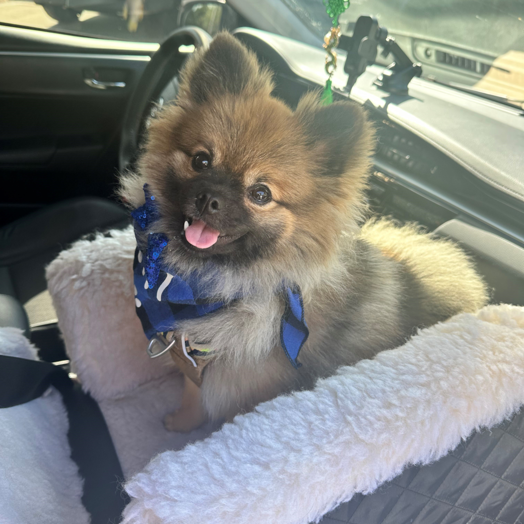The Premier Experience - Premier Pups
