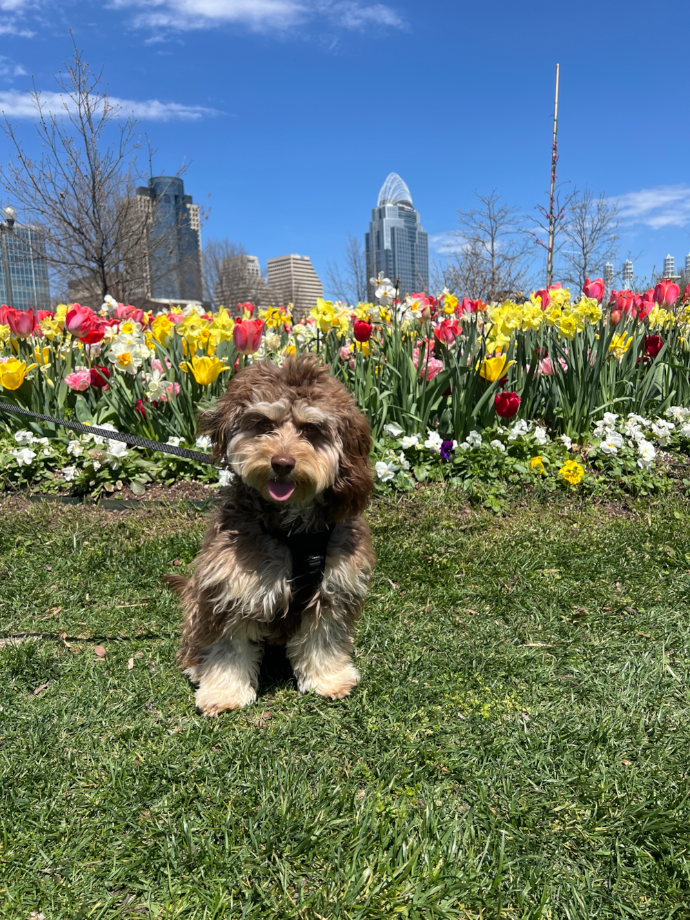 Cavapoo Pictures & Full Description - Premier Pups