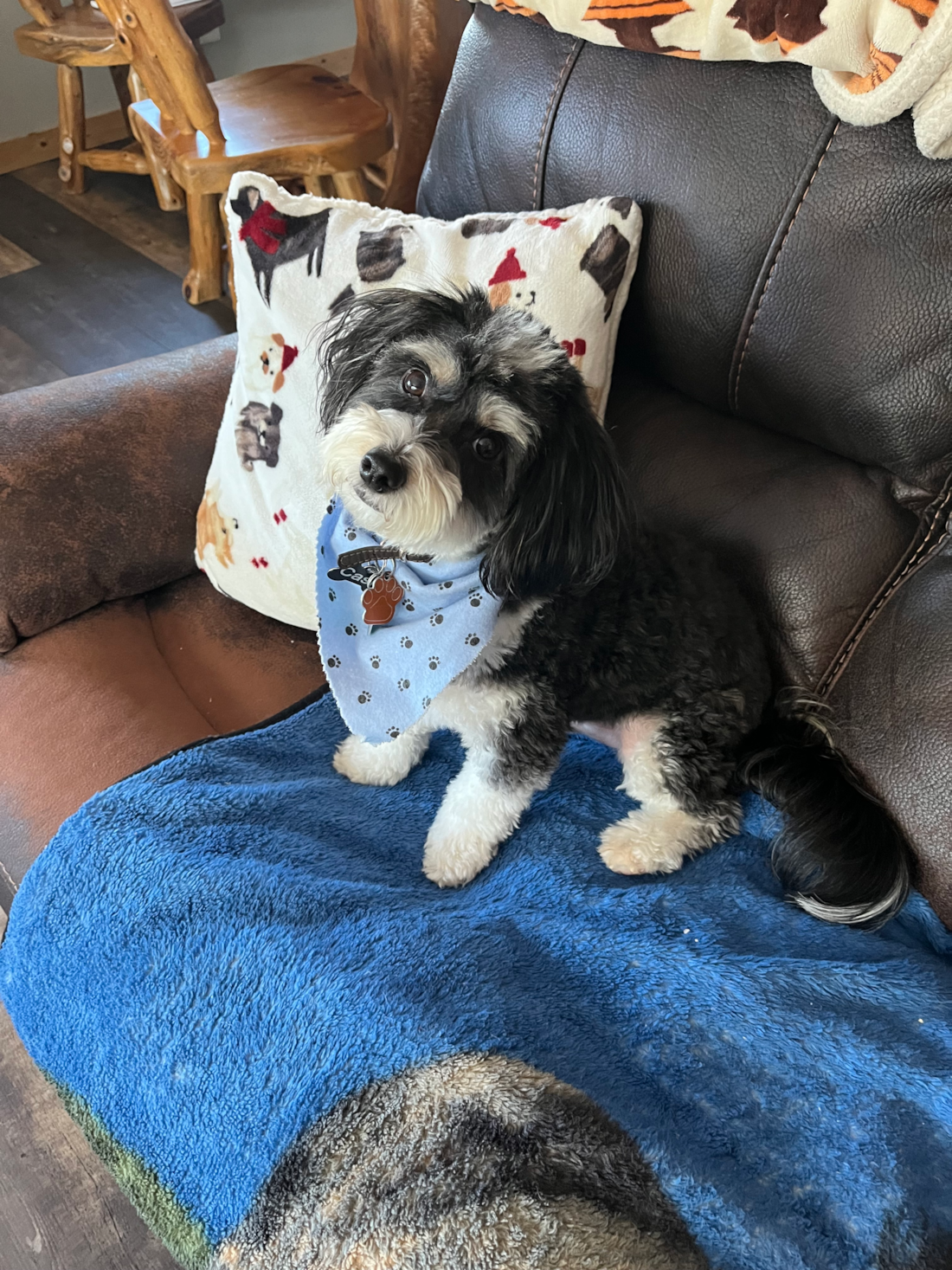 Photo Gallery: Beautiful Aussiechon Pictures - Premier Pups