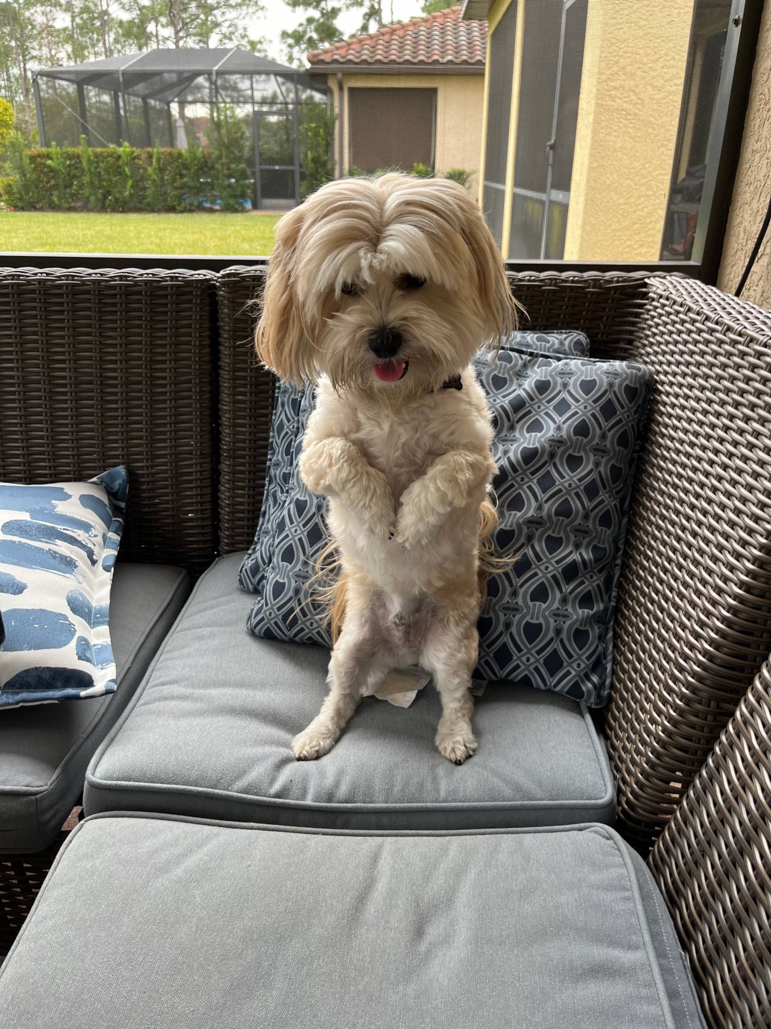 Havachon Designer Breed: Full Description - Premier Pups