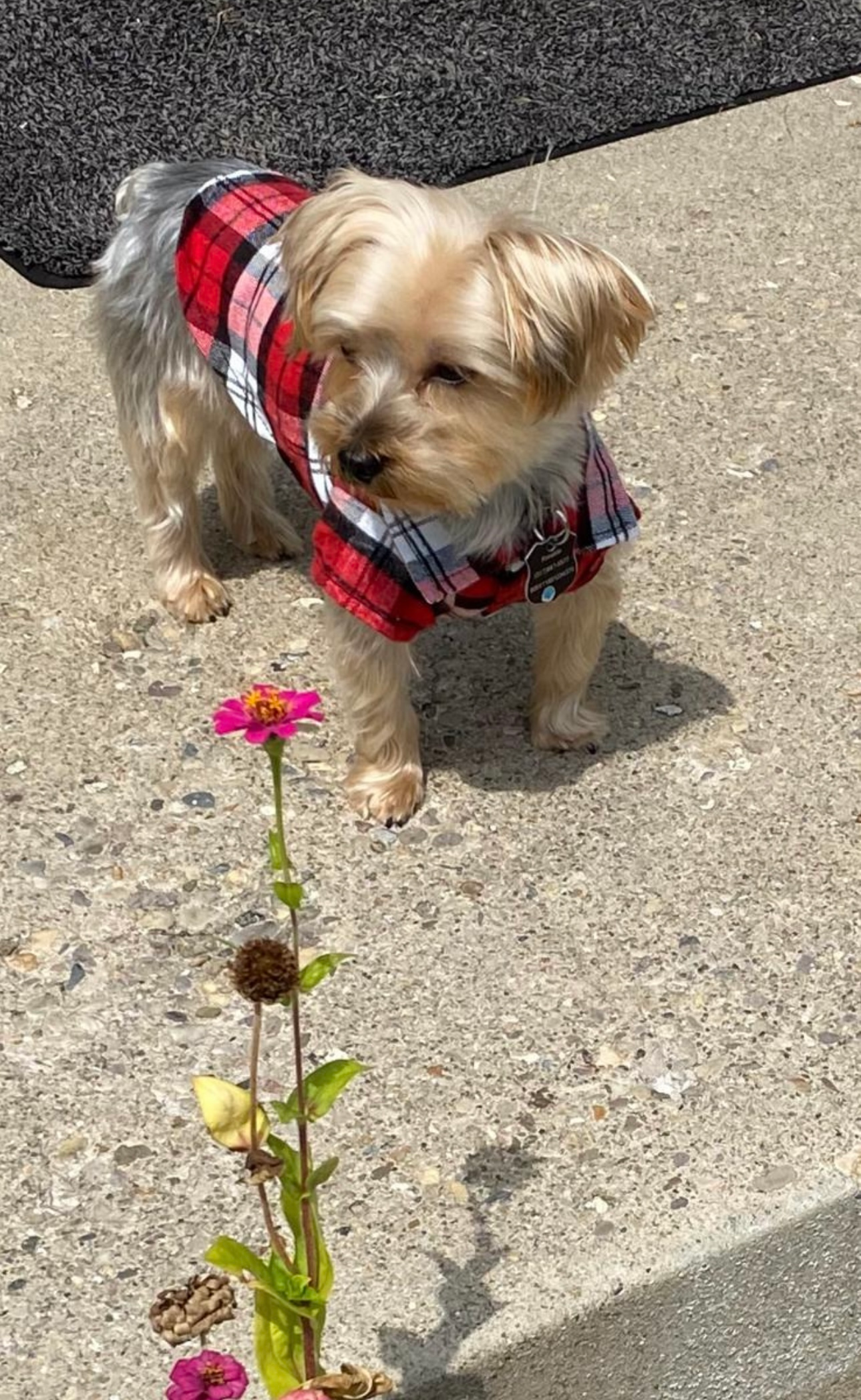 Photo Gallery: Beautiful Yorkshire Terrier Pictures - Premier Pups