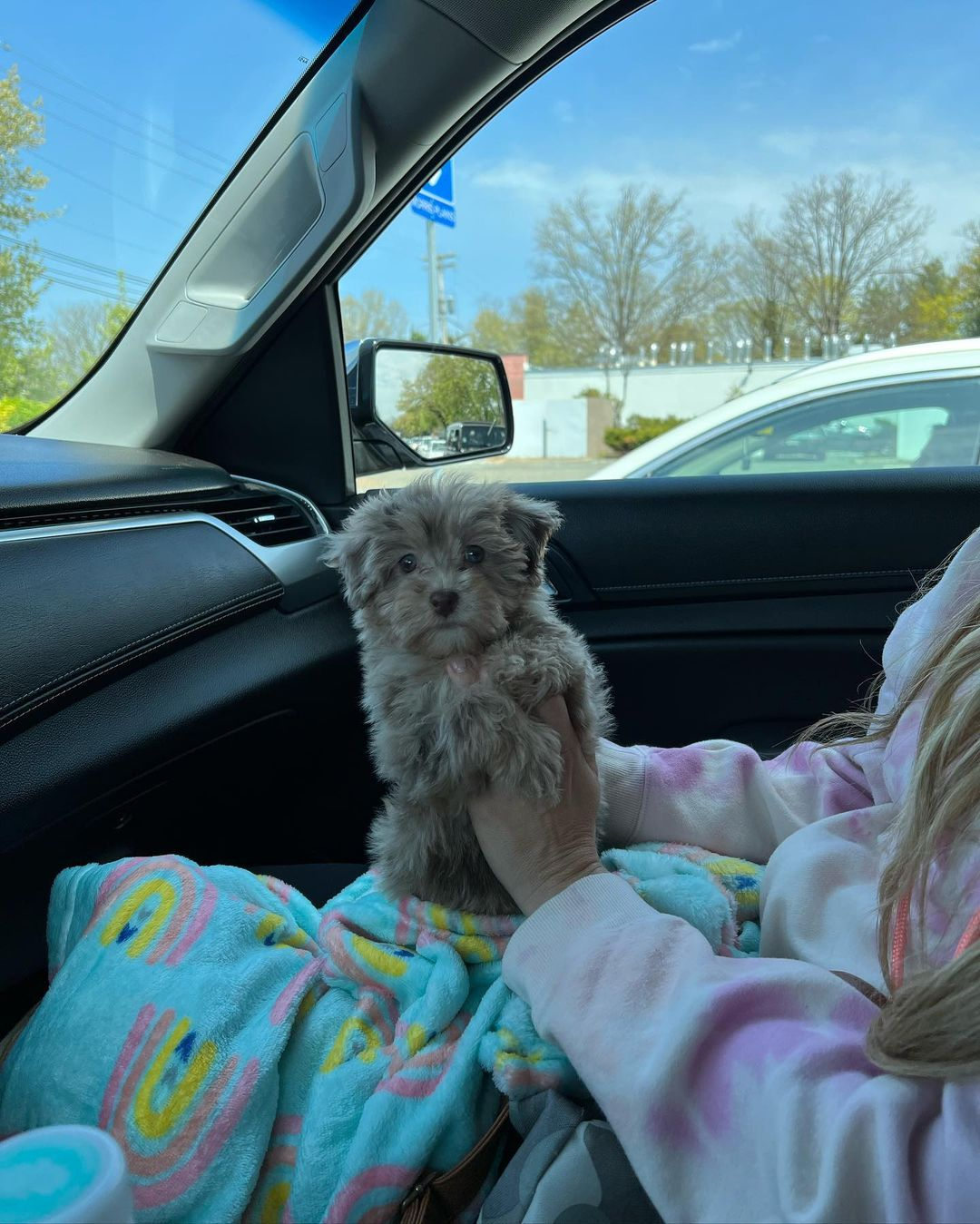 Havapoo Designer Breed Information | Premier Pups