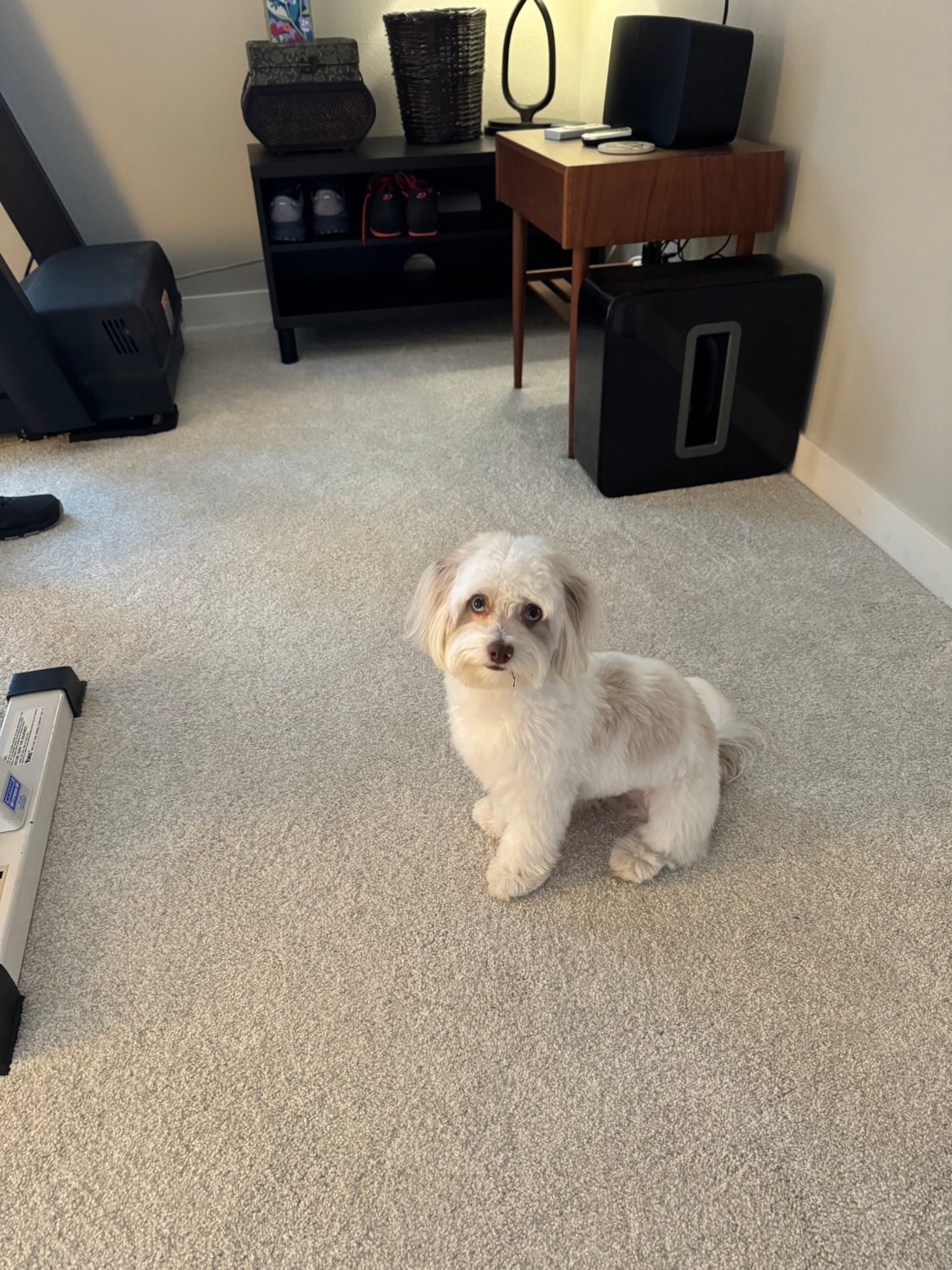 Photo Gallery: Beautiful Havapoo Pictures - Premier Pups