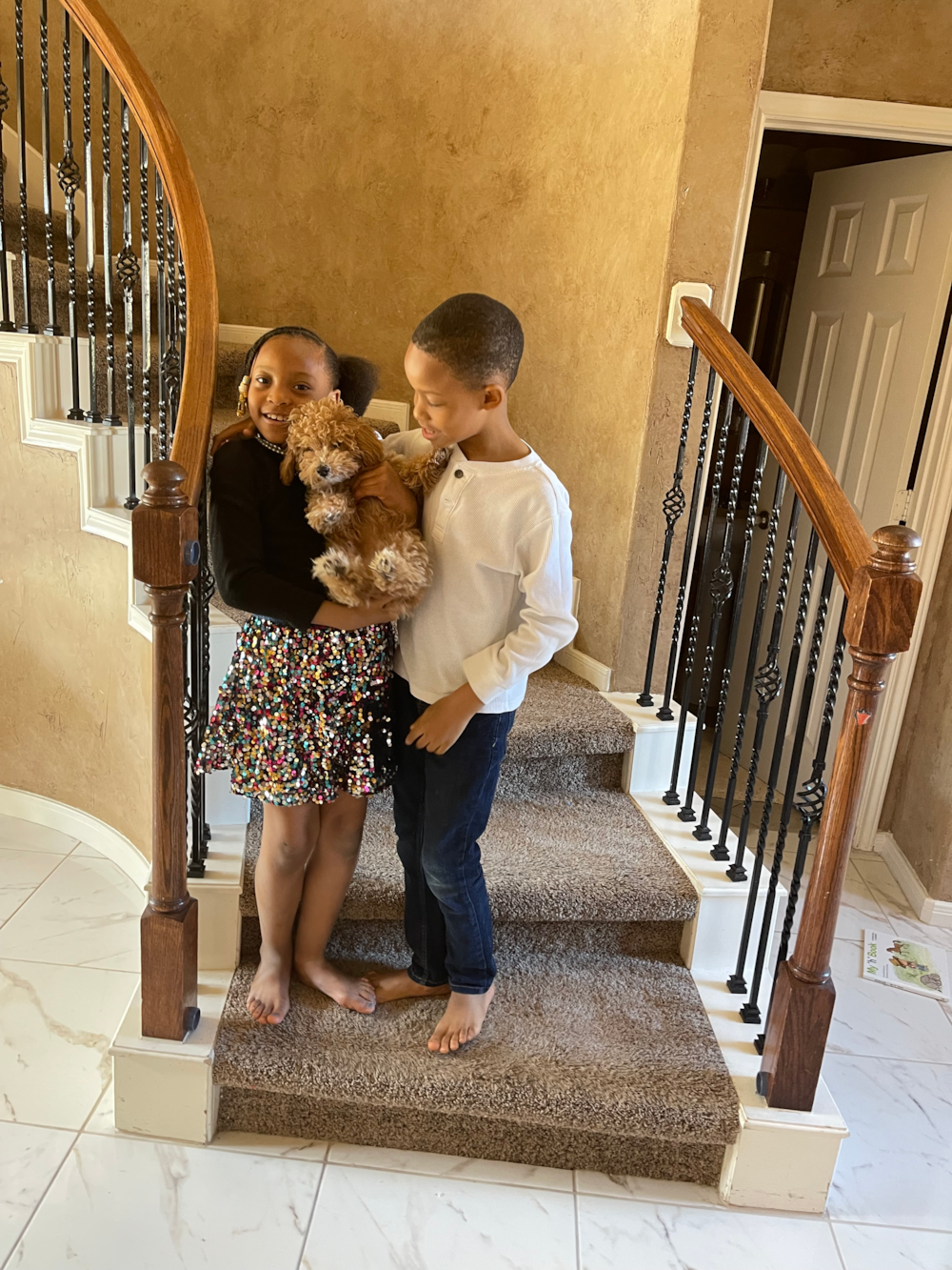 Poochon Pictures and Full Breed Information - Premier Pups