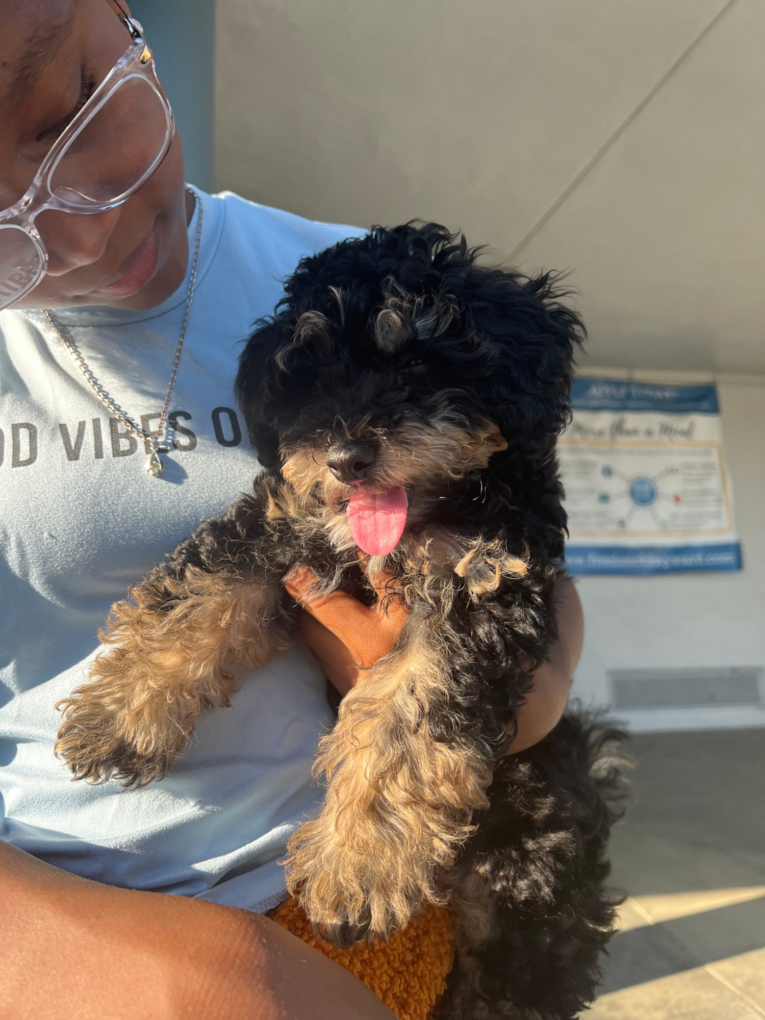 Poochon Pictures and Full Breed Information - Premier Pups