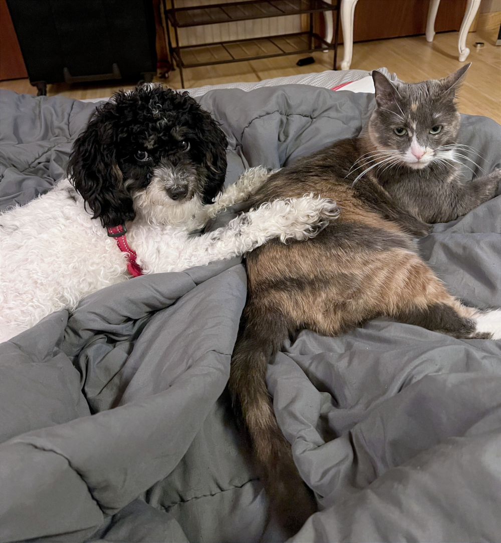 Poodle Pictures and Full Breed Information - Premier Pups