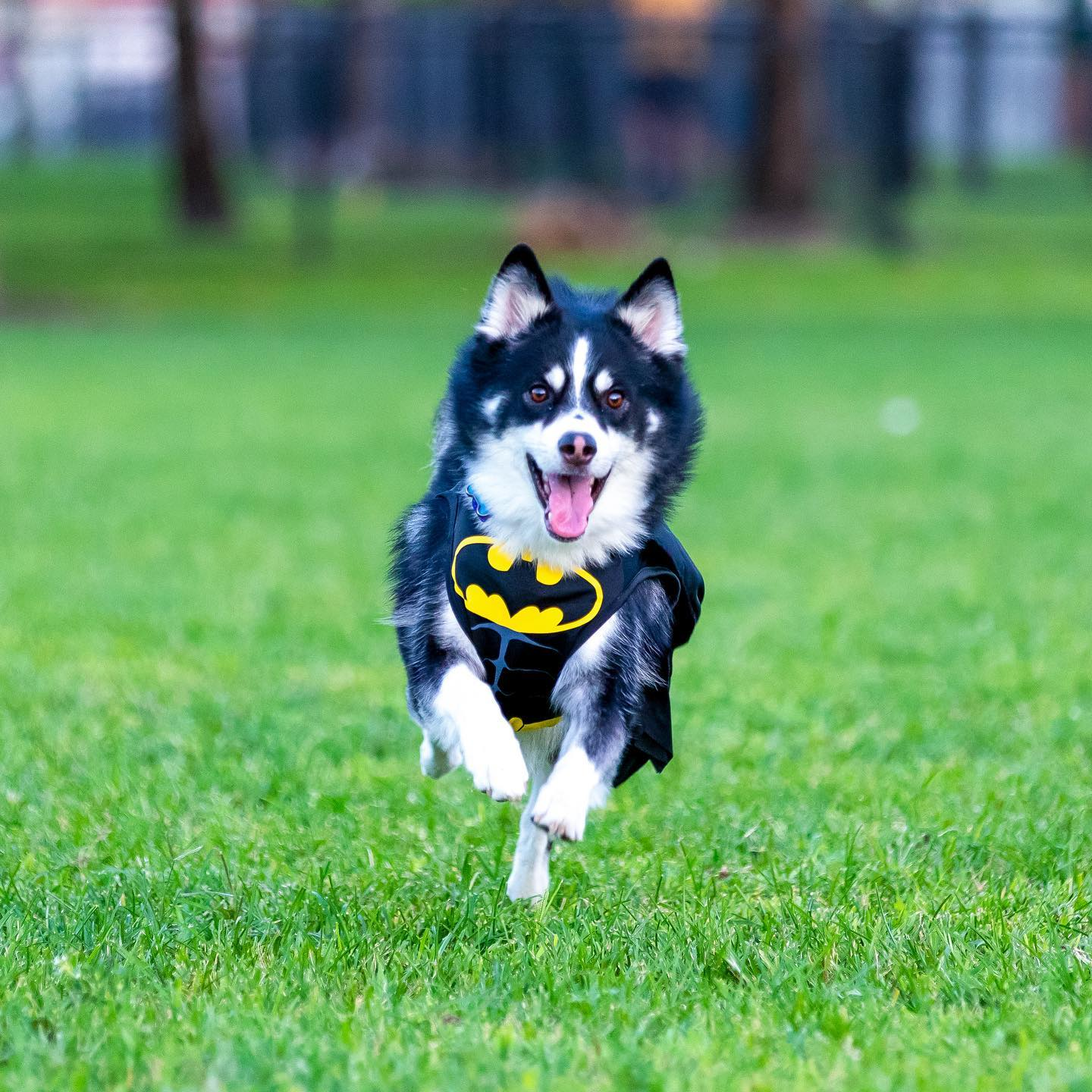 Photo Gallery: Beautiful Pomsky Pictures | Premier Pups