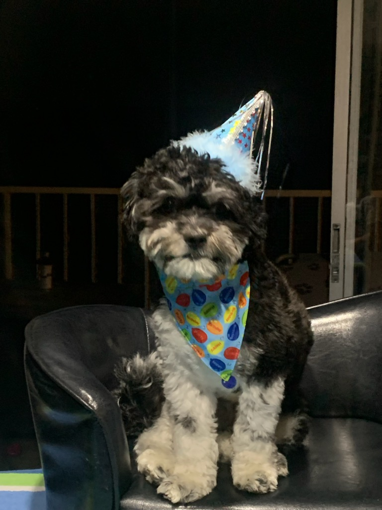 Havashu Pictures, Size +More | Premier Pups