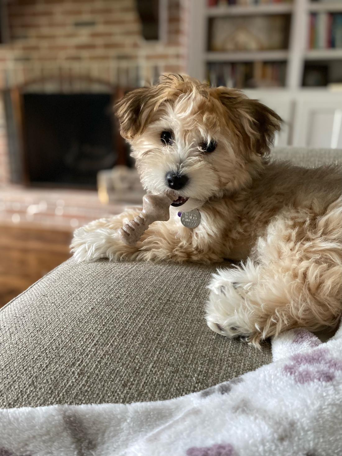 Photo Gallery: Beautiful Aussiechon Pictures - Premier Pups