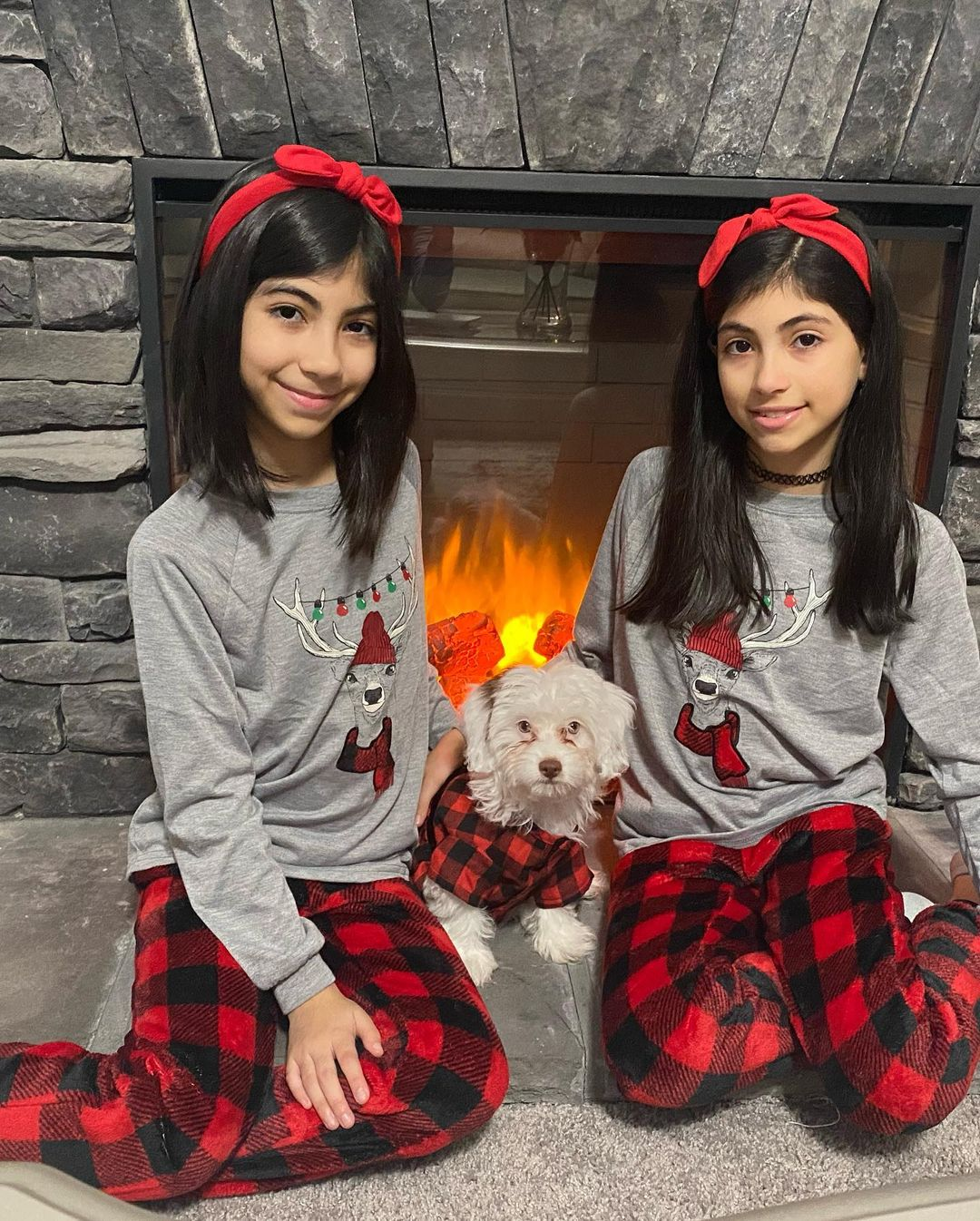 Havapoo Designer Breed Information | Premier Pups