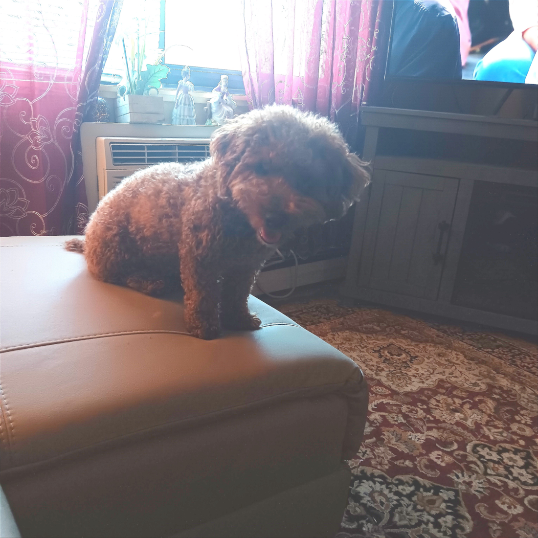 Photo Gallery: Beautiful Mini Goldendoodle Pictures - Premier Pups