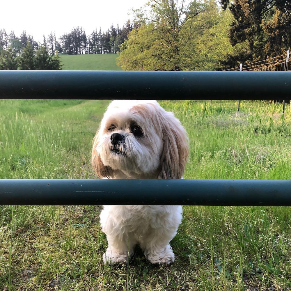 Shih Poo: Designer Doodle Breed Information | Premier Pups