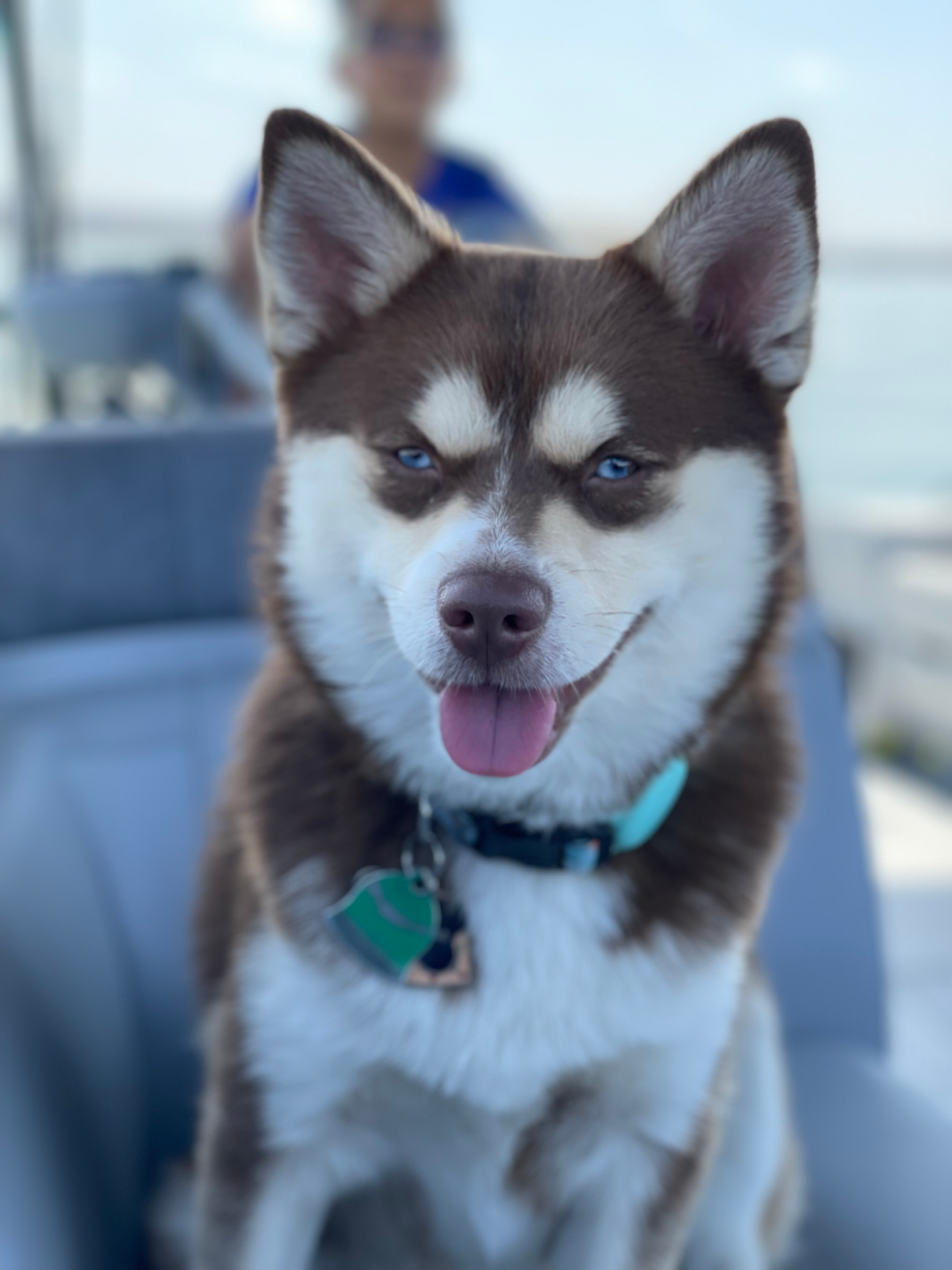 Photo Gallery: Beautiful Pomsky Pictures | Premier Pups