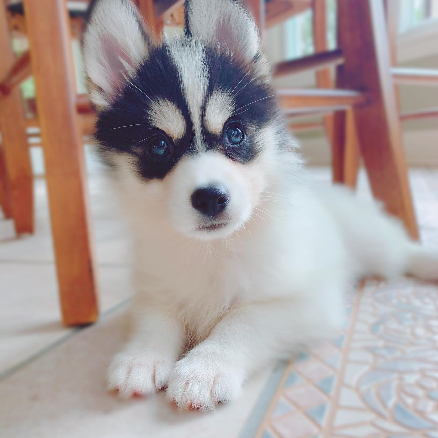 Pomsky Pictures and Full Description - Premier Pups
