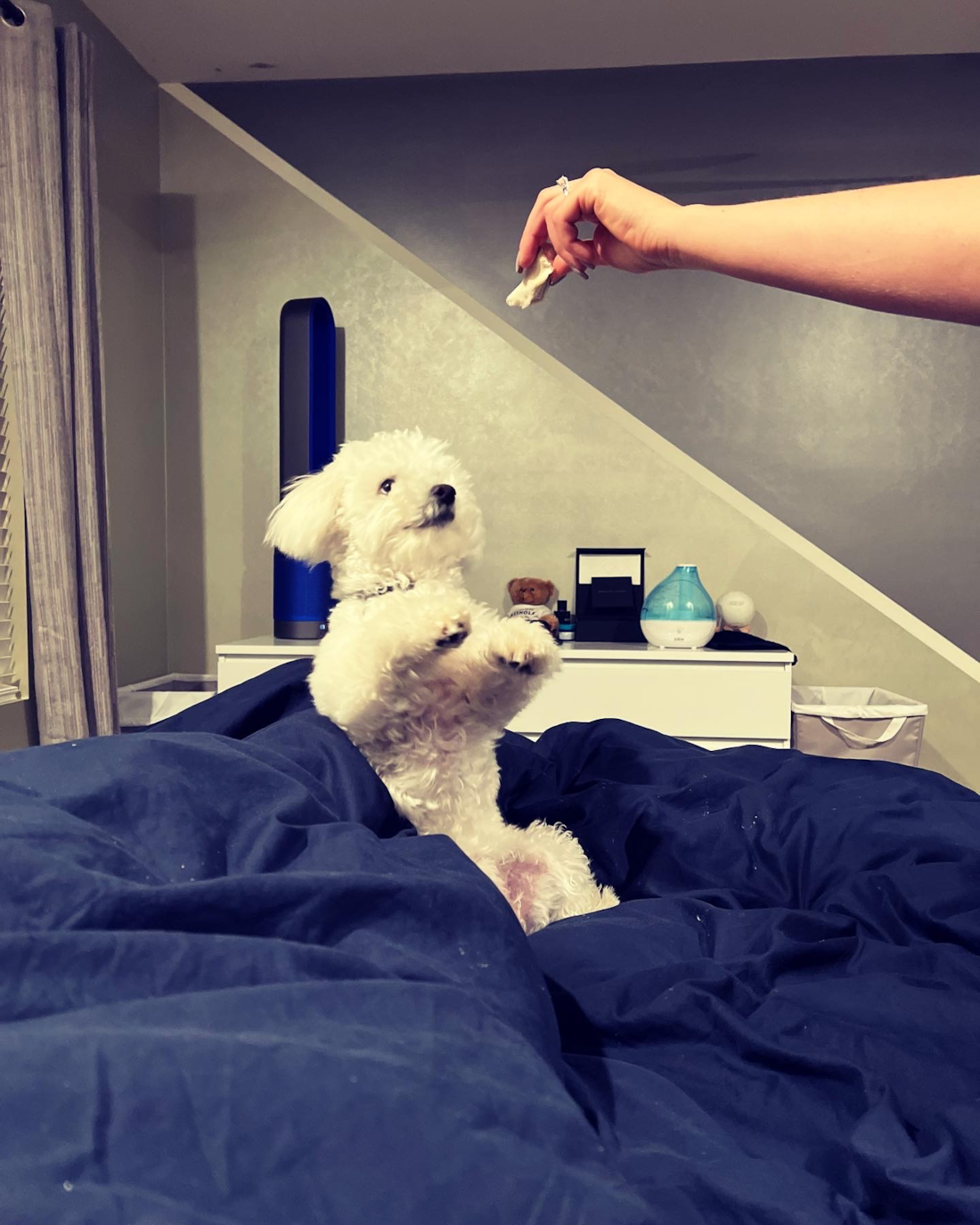 Photo Gallery: Beautiful Bichon Frise Pictures | Premier Pups