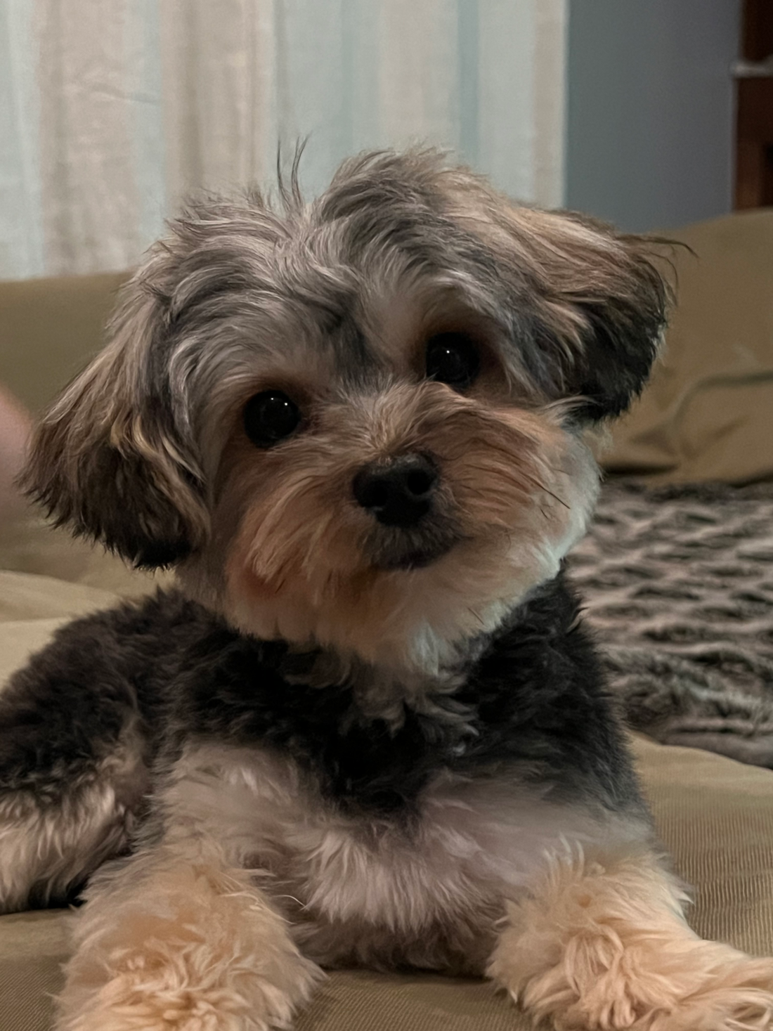 Photo Gallery: Beautiful Yorkie Chon Pictures | Premier Pups