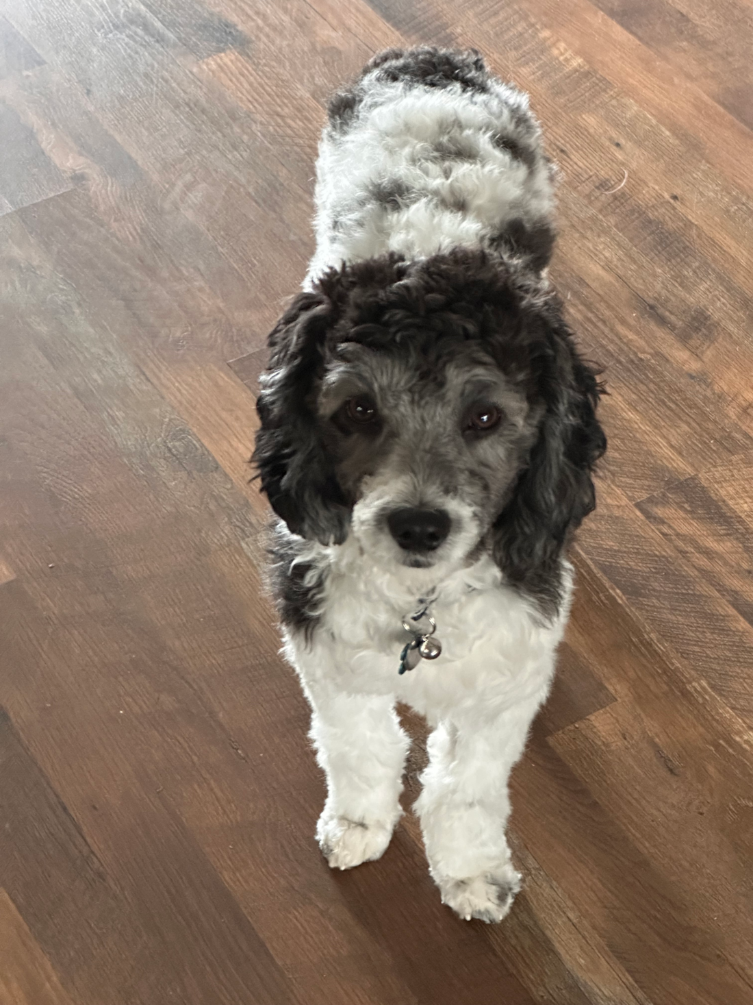 Photo Gallery: Beautiful Cavapoo Pictures - Premier Pups