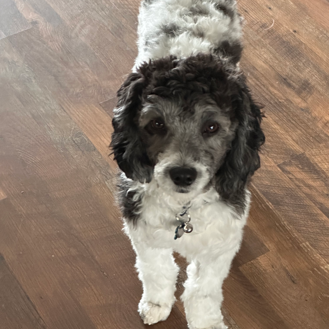 The Premier Experience - Premier Pups