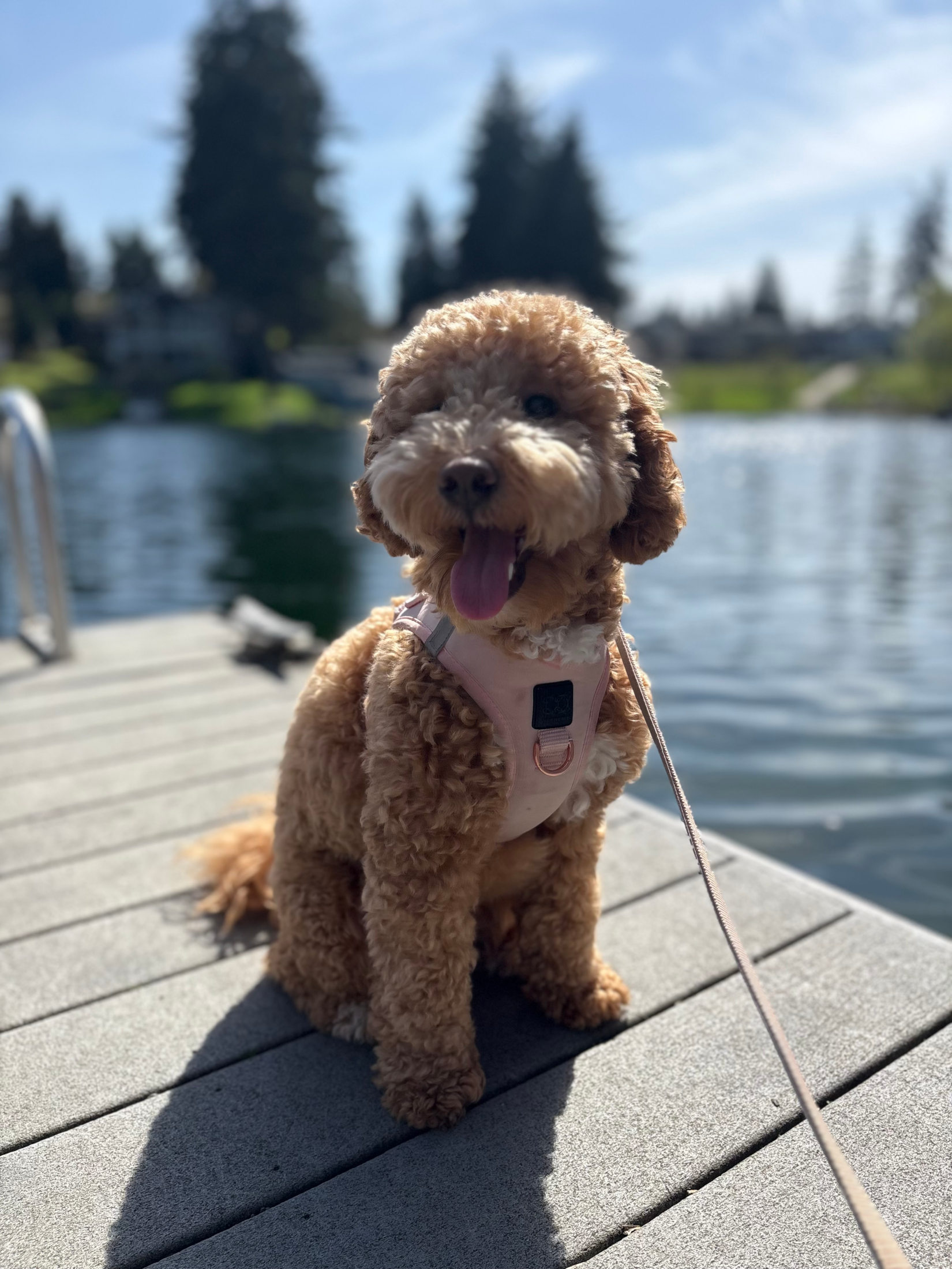 Photo Gallery: Beautiful Mini Goldendoodle Pictures - Premier Pups