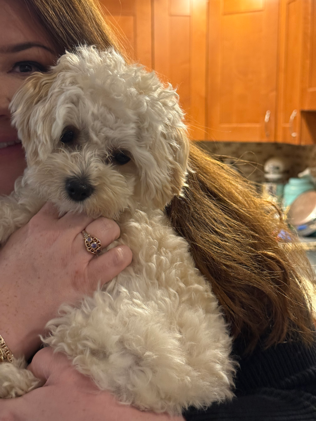 Photo Gallery: Beautiful Maltipoo Pictures - Premier Pups