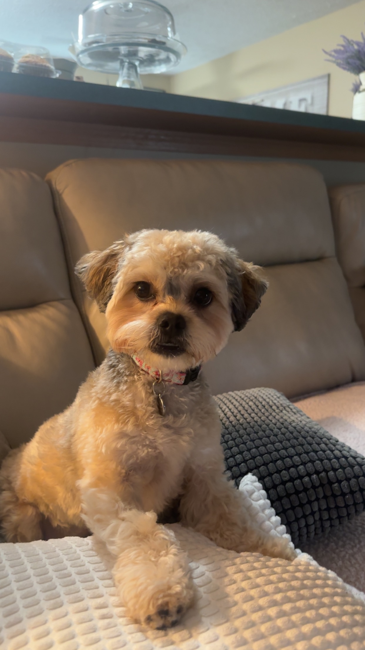 Pomsky, Yorkie, Mini Goldendoodle, Cavapoo, Morkie puppy photos and ...