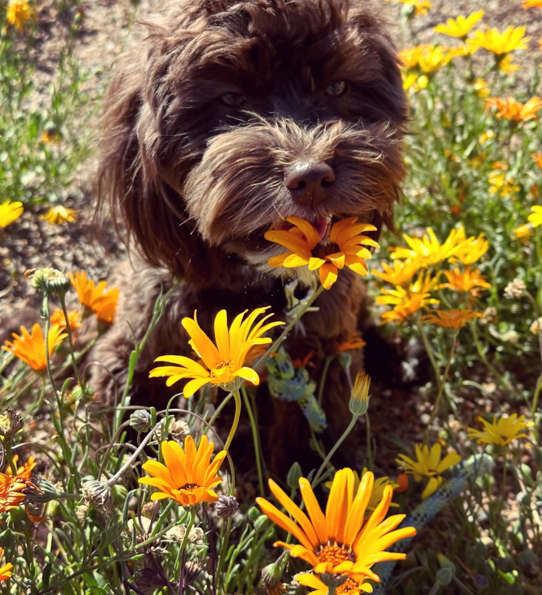Photo Gallery: Beautiful Havapoo Pictures - Premier Pups