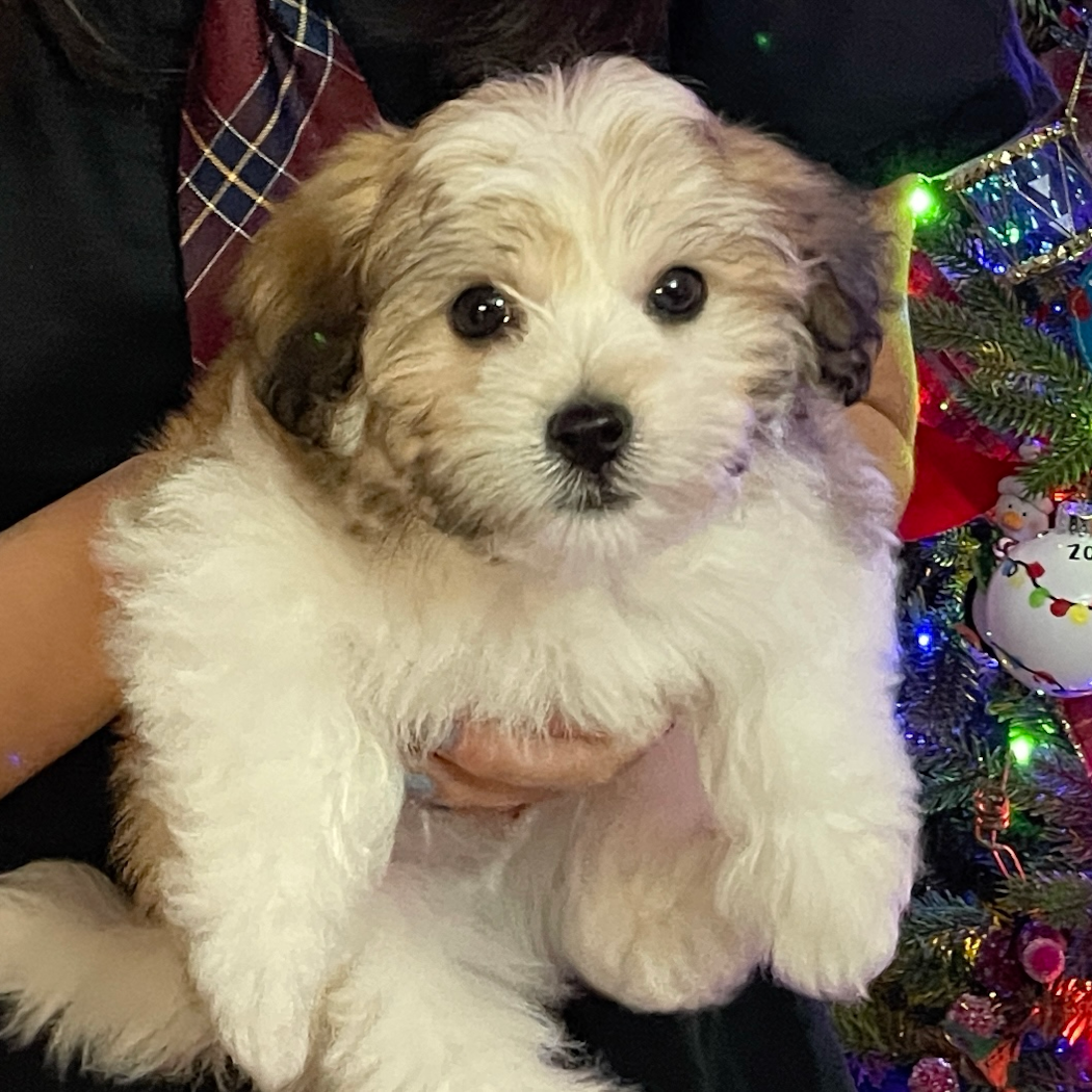 Lovely Havachon Puppies for Sale | Premier Pups