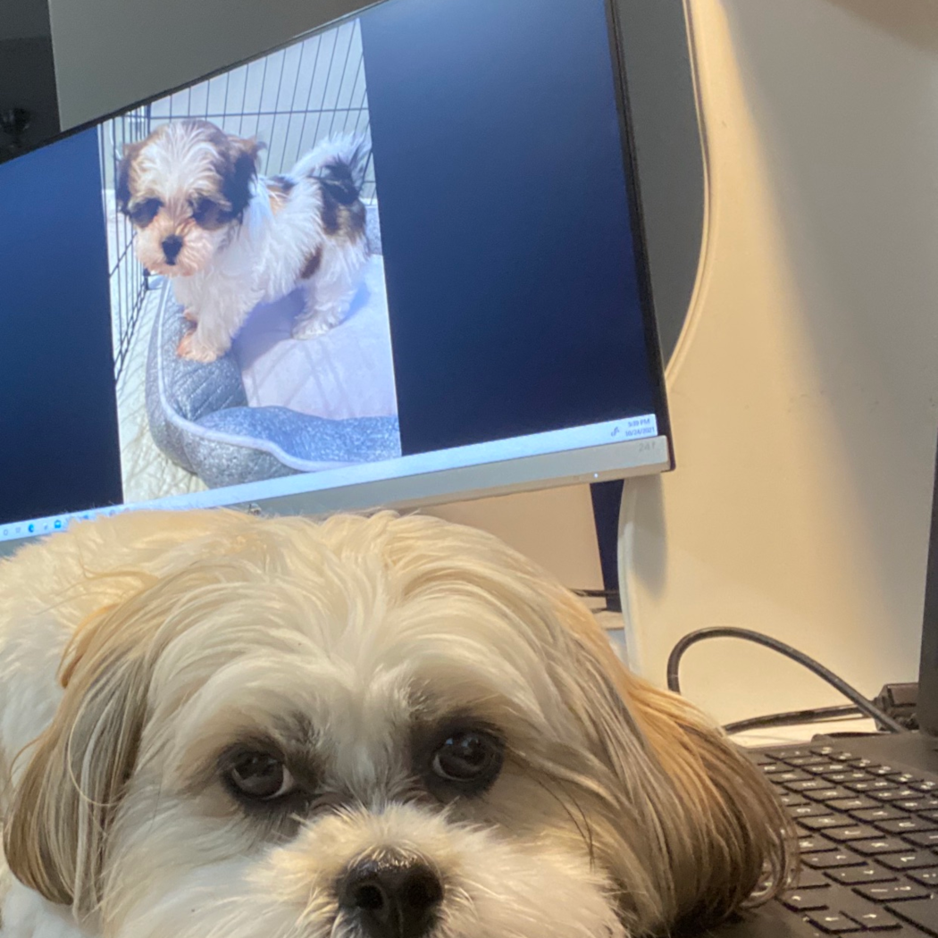 Exclusive Havashu Puppies for Sale | Premier Pups