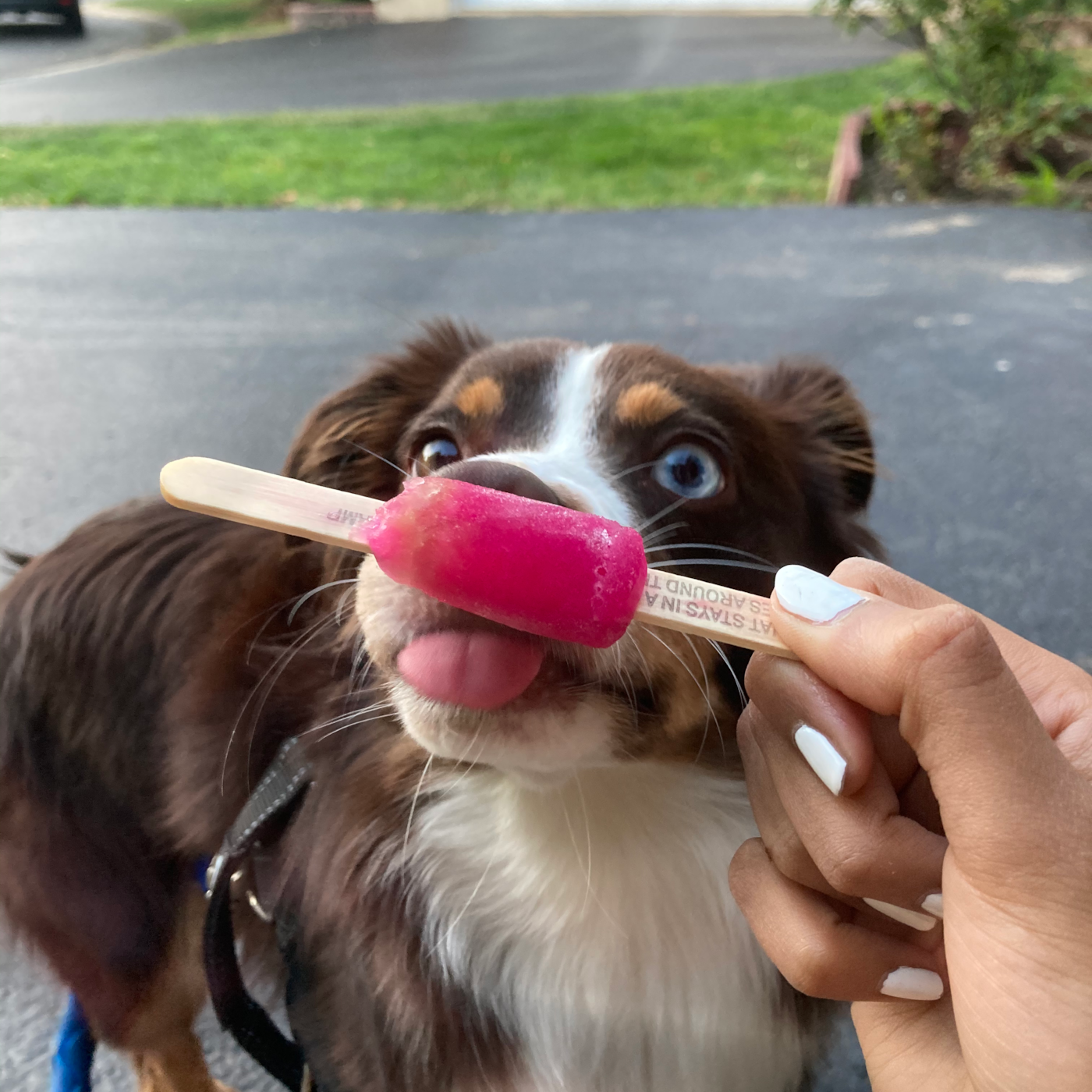 Mini Aussie Puppies for Sale - Buy Now! - Premier Pups