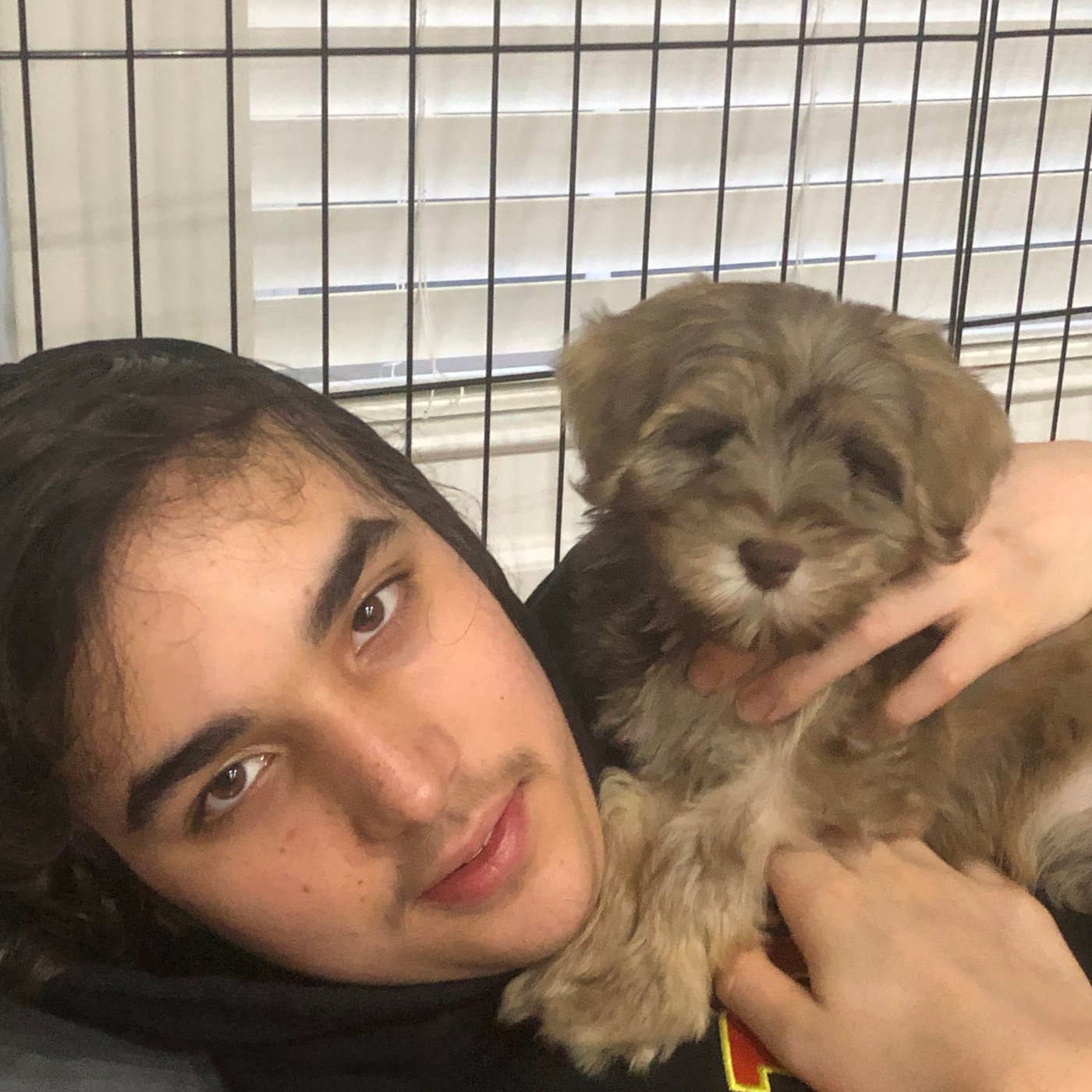 Toy and Mini Labradoodle Puppies for Sale | Premier Pups