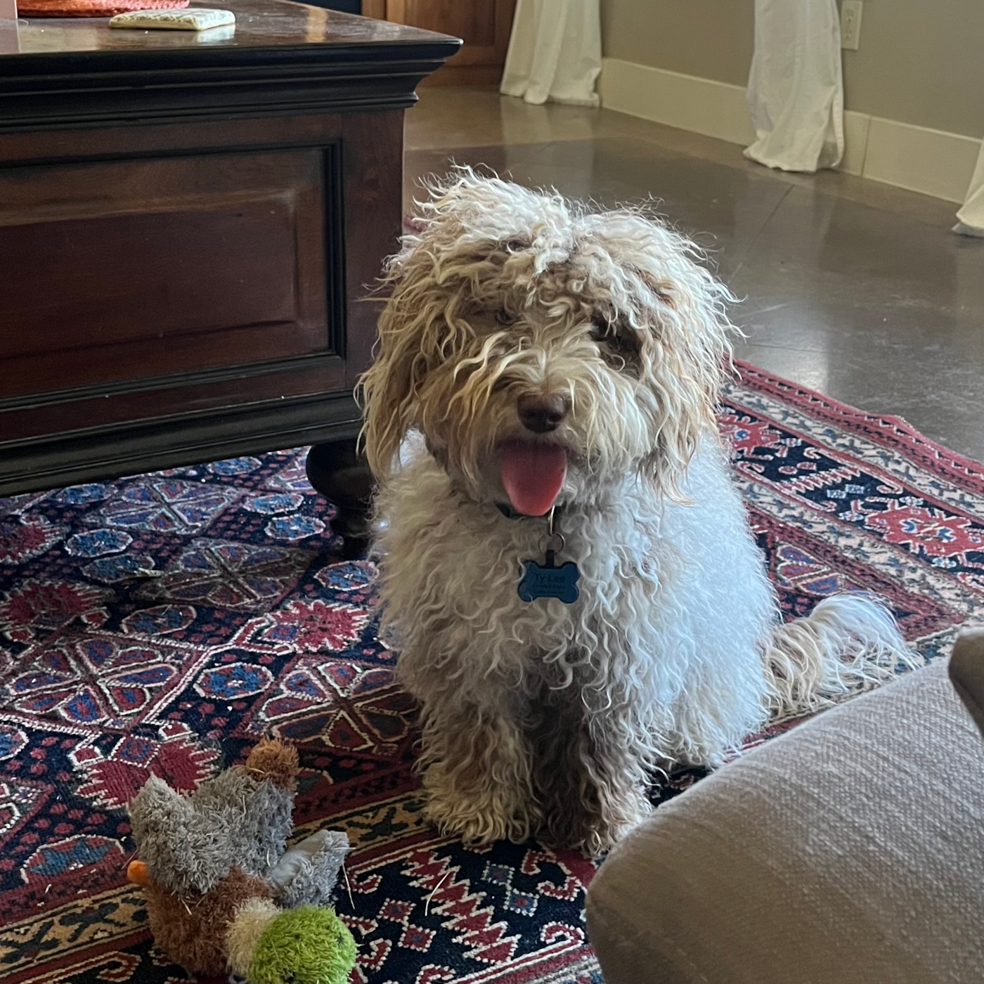 Toy and Mini Labradoodle Puppies for Sale | Premier Pups