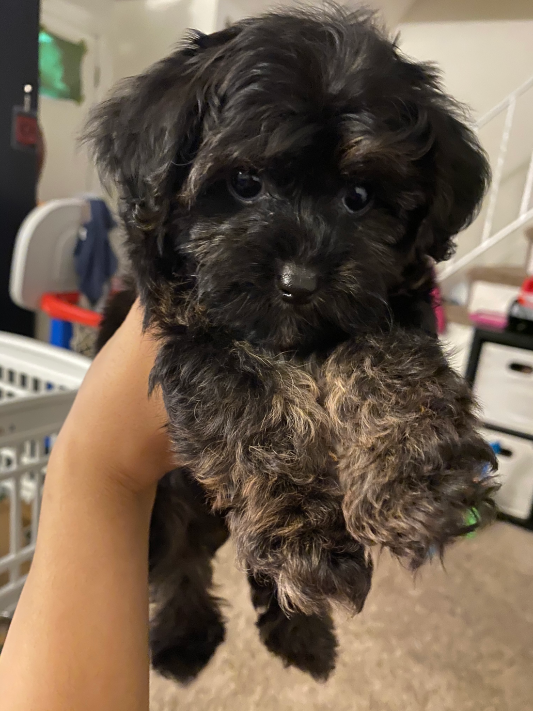 Photo Gallery: Beautiful Yorkie Poo Pictures | Premier Pups