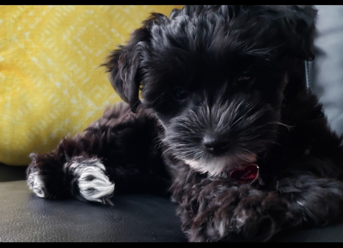 Photo Gallery: Beautiful Yorkie Poo Pictures | Premier Pups