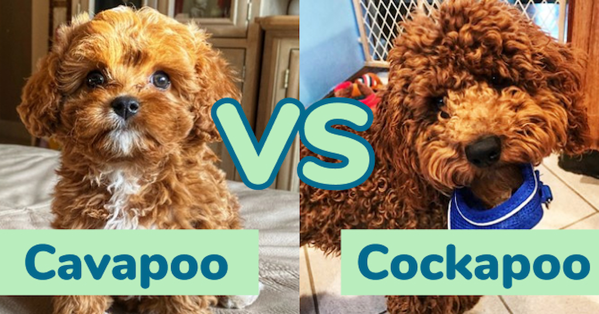 Cavapoo vs Cockapoo - Popularity Contest - Premier Pups - Premier Pups