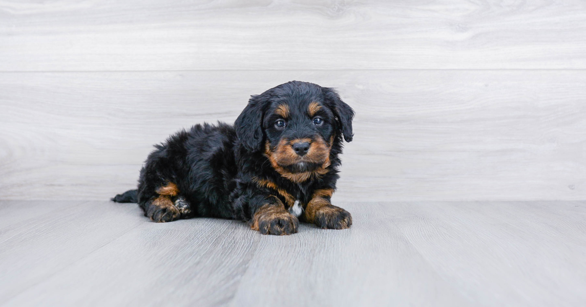 Funny Mini Bernedoodle Bernie: 5lb 15oz Doodle Puppy