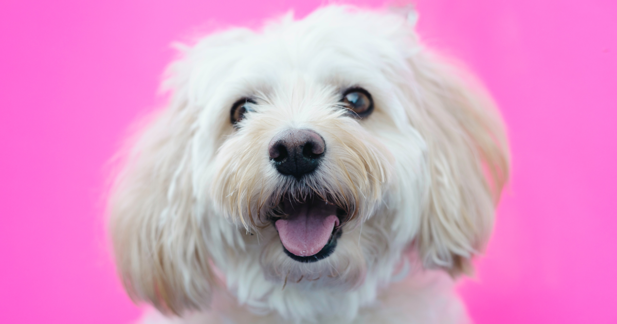 10+ Best Haircuts for Your Maltese | Pictures of Maltese Haircuts